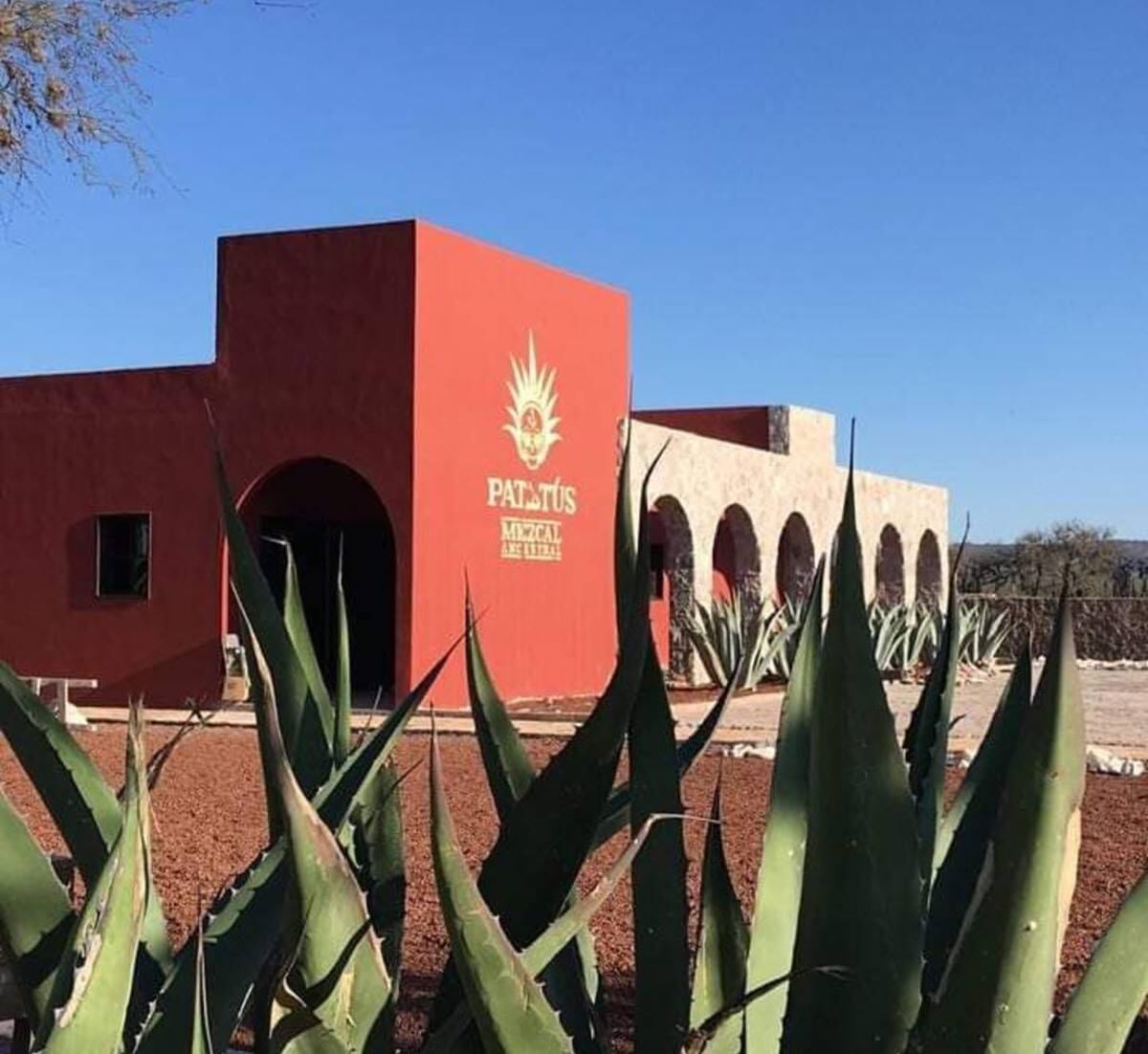 Mezcal Patatús, la bebida artesanal de los pueblos ancestrales de SLP