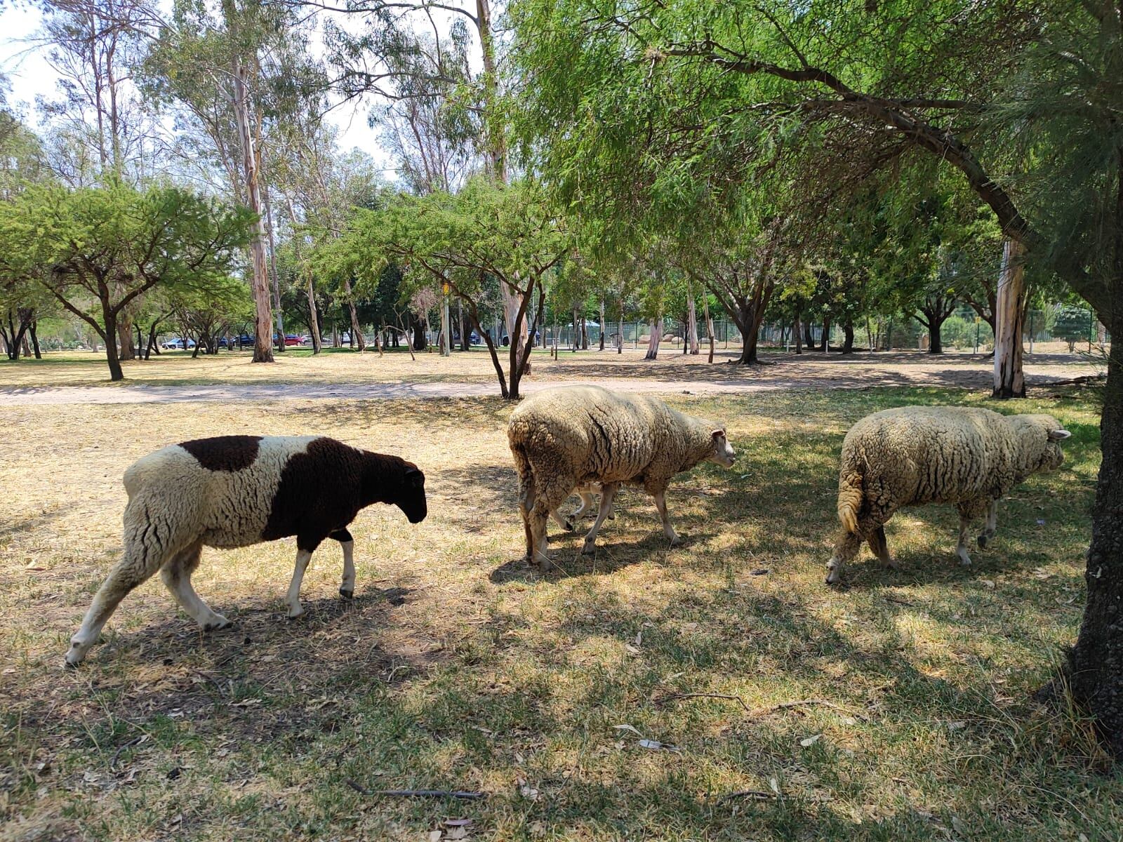 ¿Conoces la UMA del parque Tangamanga de SLP? Estos son los animales ...