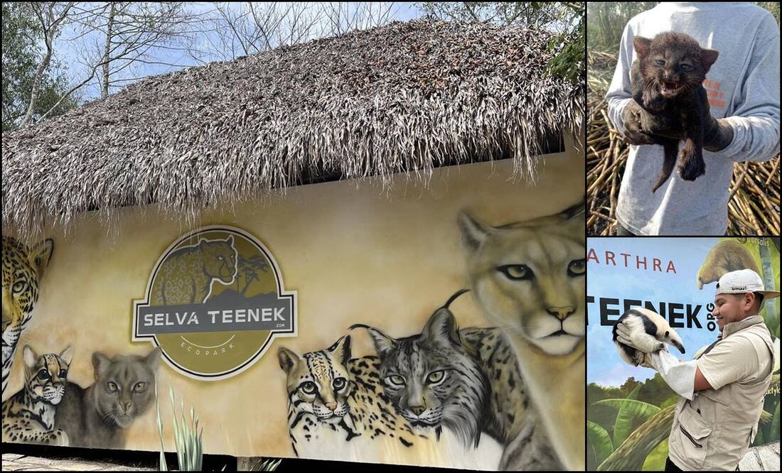 Selva Teenek, el refugio que rescata a animales silvestres de la ola de ...